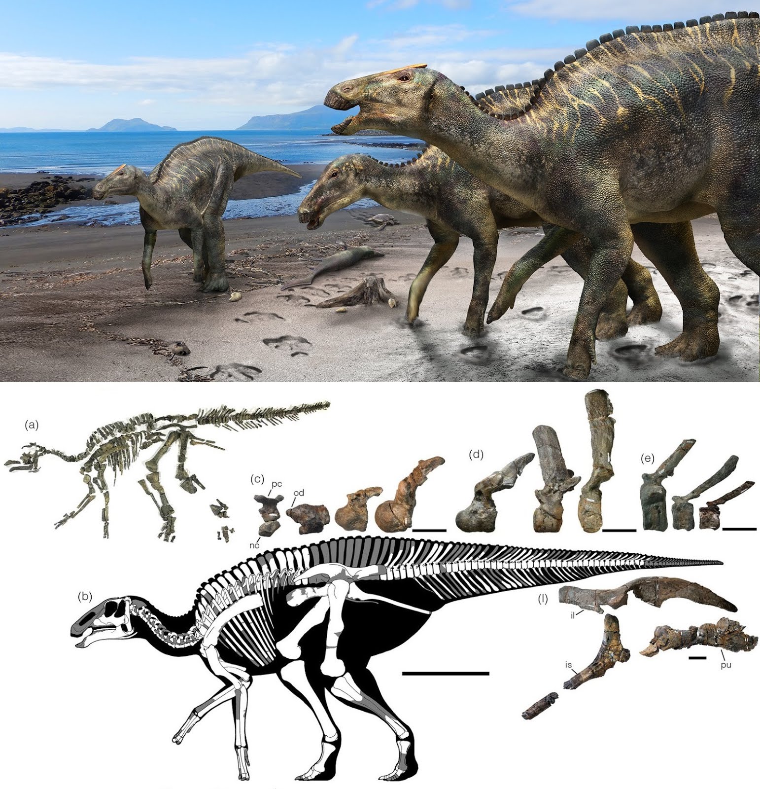 Species New to Science: [Paleontology • 2019] Kamuysaurus japonicus • A ...