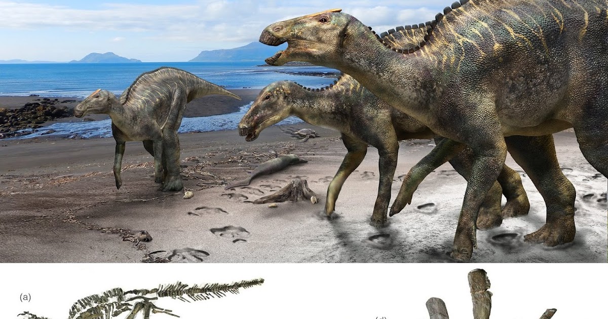 Species New to Science: [Paleontology • 2019] Kamuysaurus japonicus • A ...