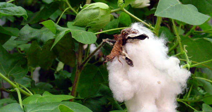 Manfaat Daun Kapas ~ Kassemon