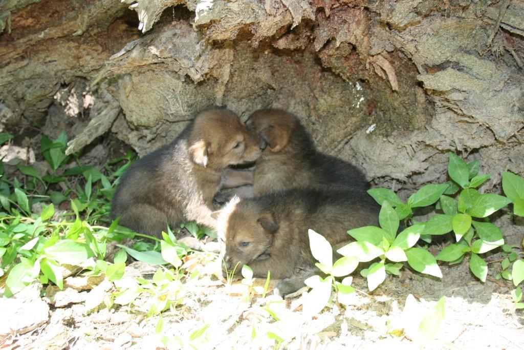 RETURN OF THE RED WOLF: 2011: A Good Year for Red Wolf Recruitment