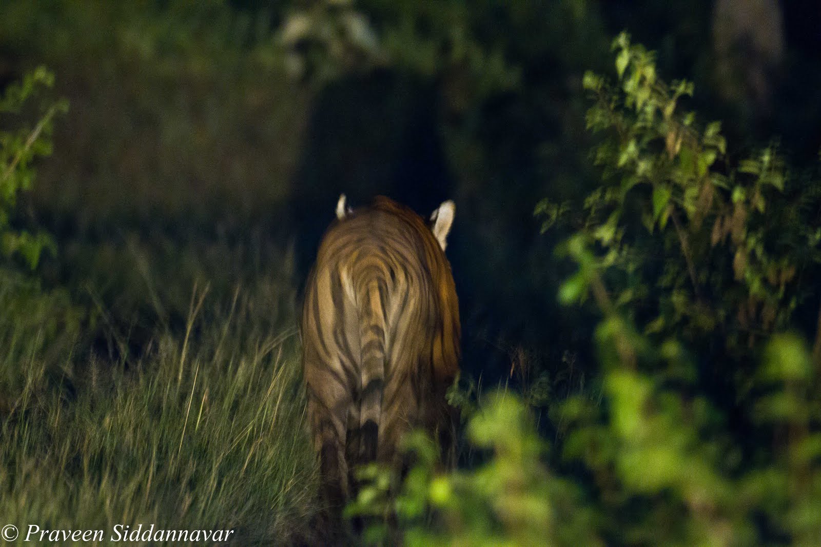 Praveen Siddannavar's Blog: A Tiger by Night!