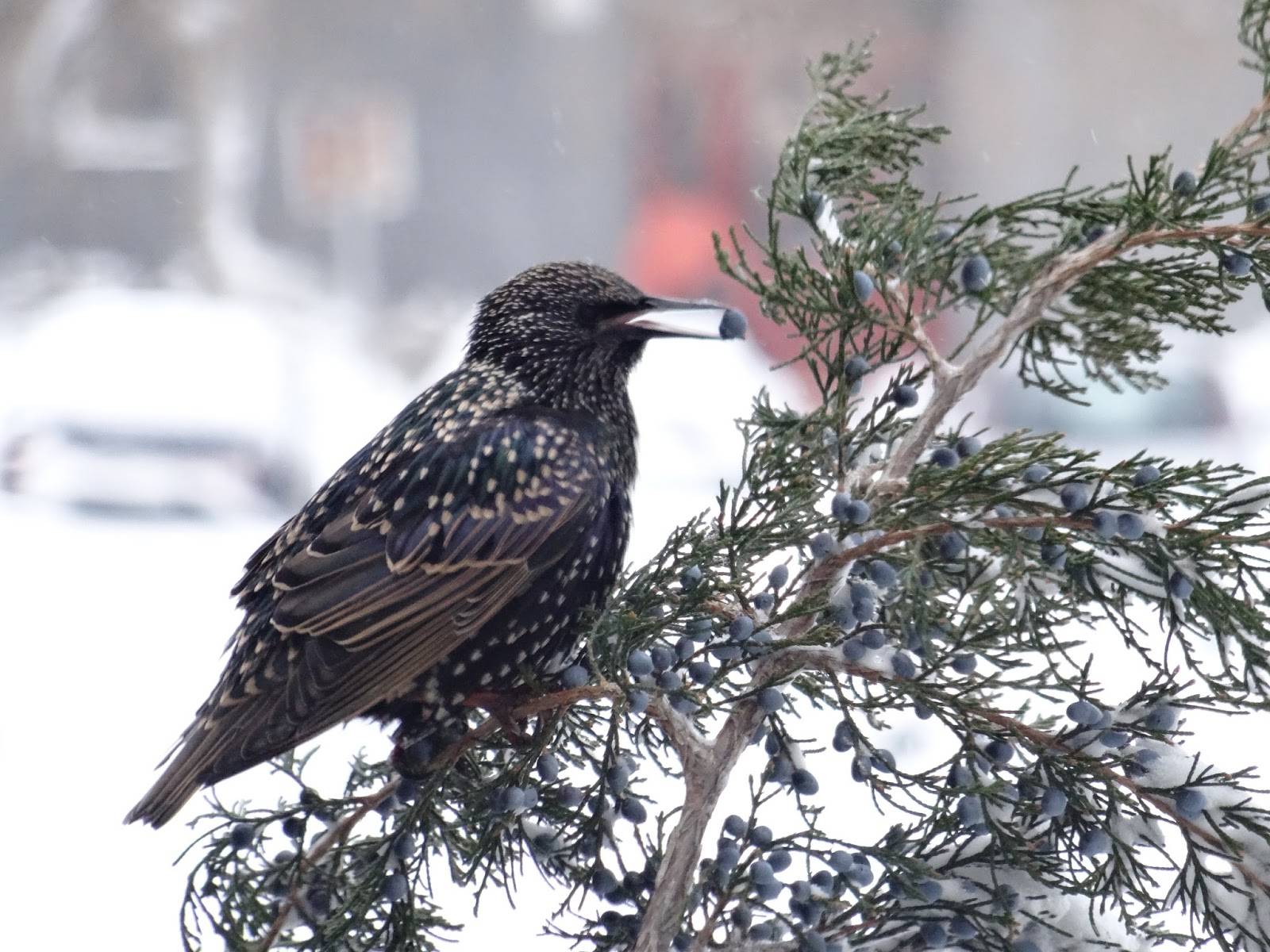 ultimul anotimp...: Grauri...