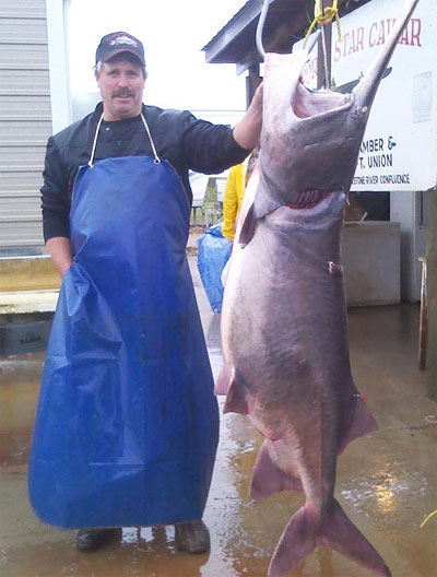 International Fishing News: USA: story of the giant paddlefish of last ...