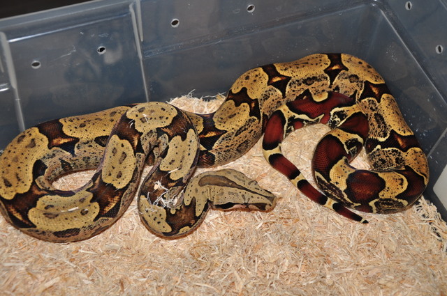 Dumeril's Boa | Snakes