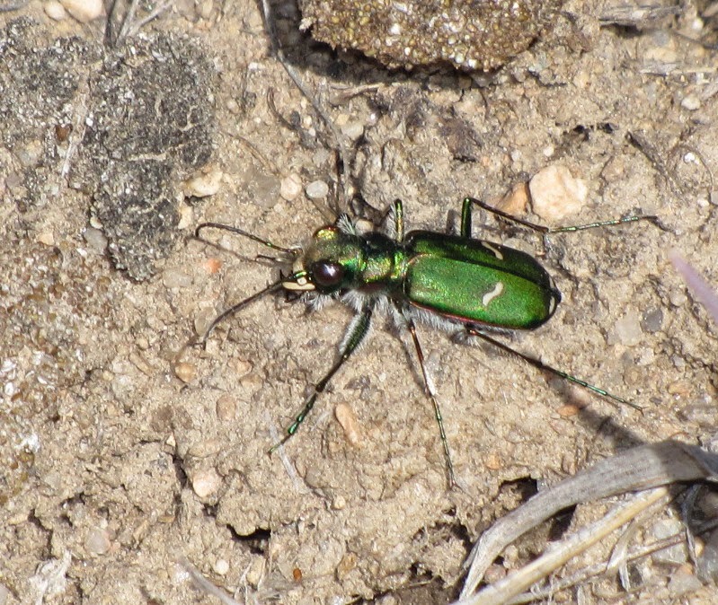 Bug Eric: Cow Path Tiger Beetle