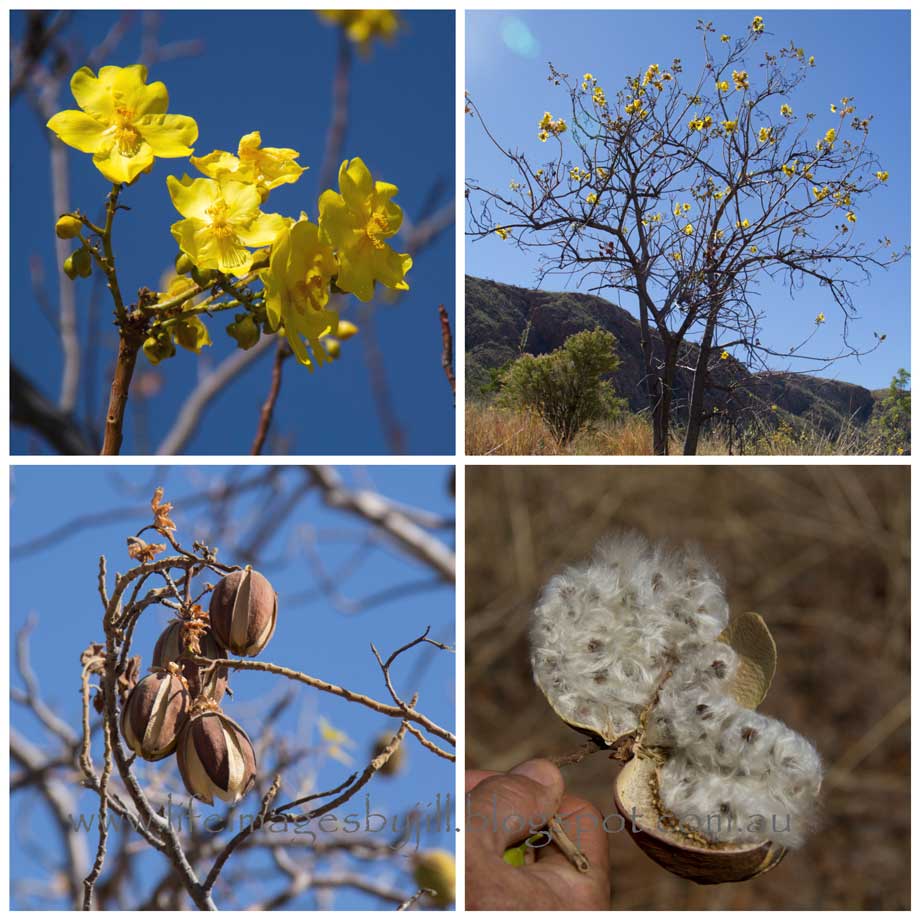 Life Images by Jill: The Wildflowers are blooming in Western Australia ...