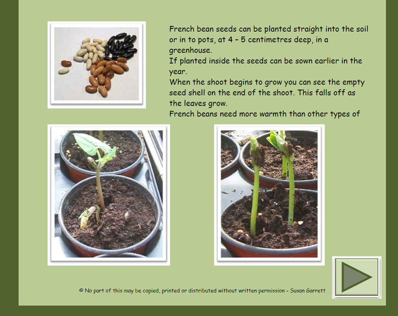 The School Vegetable Patch