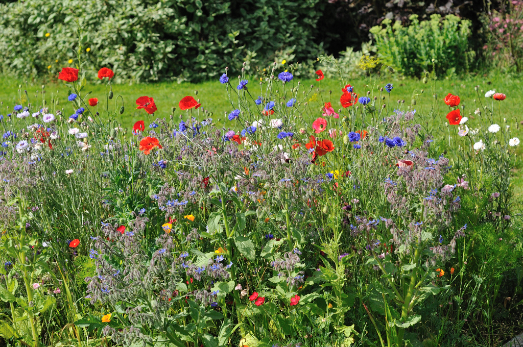 patrimoine et nature en images: Pré fleuri ce matin