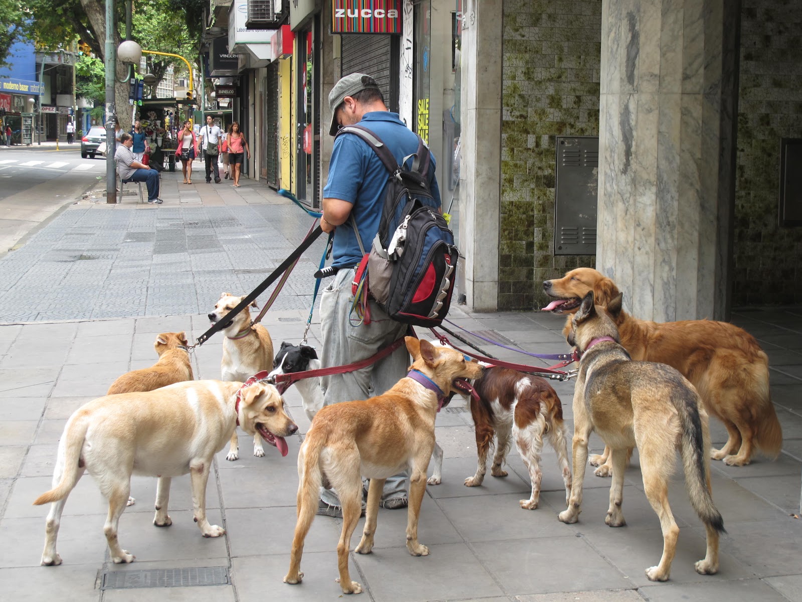 THIS JOURNEY WE CALL LIFE: Los perros de la América del Sur