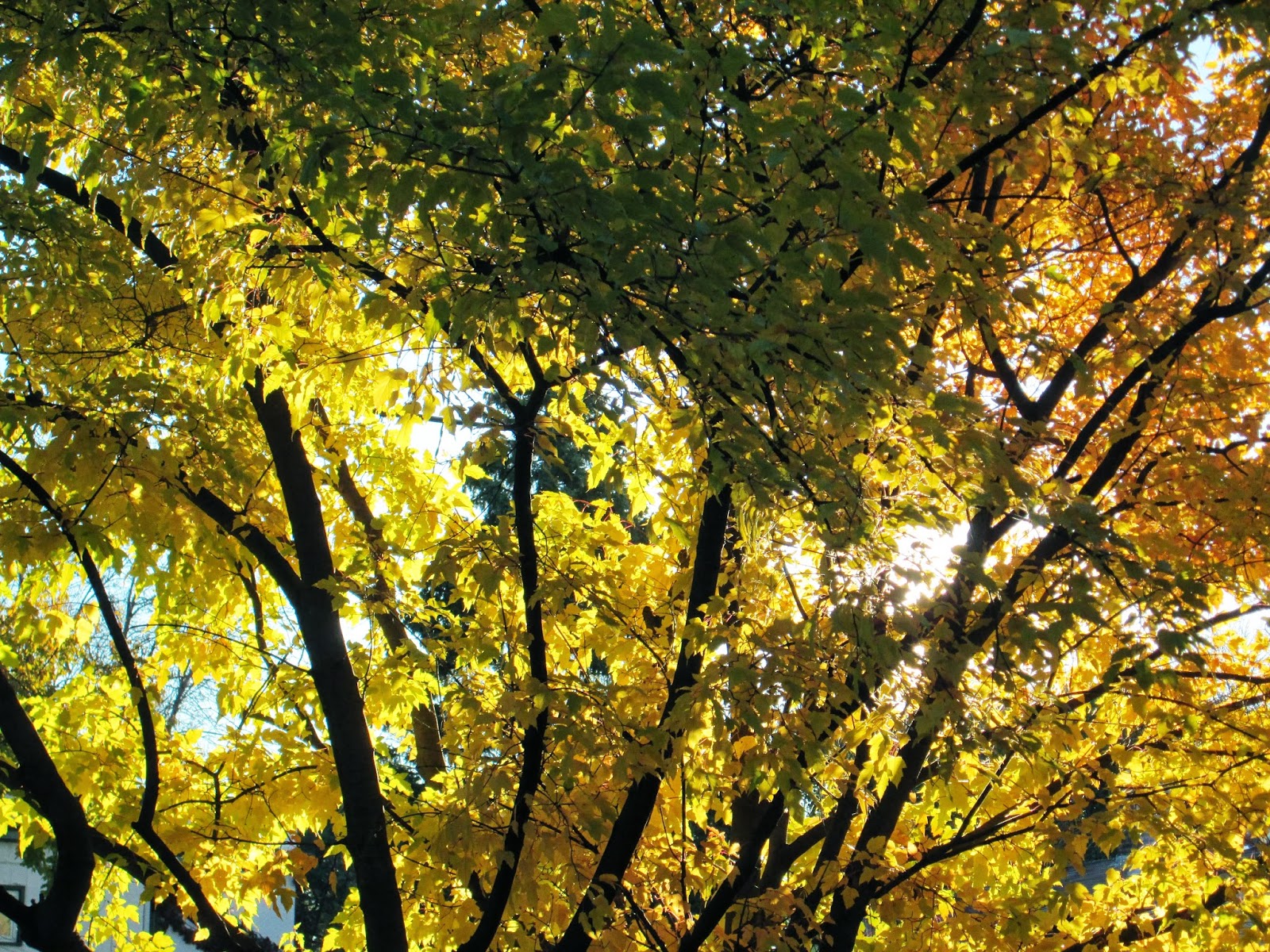 The Wild Reed: Out and About – Autumn 2013