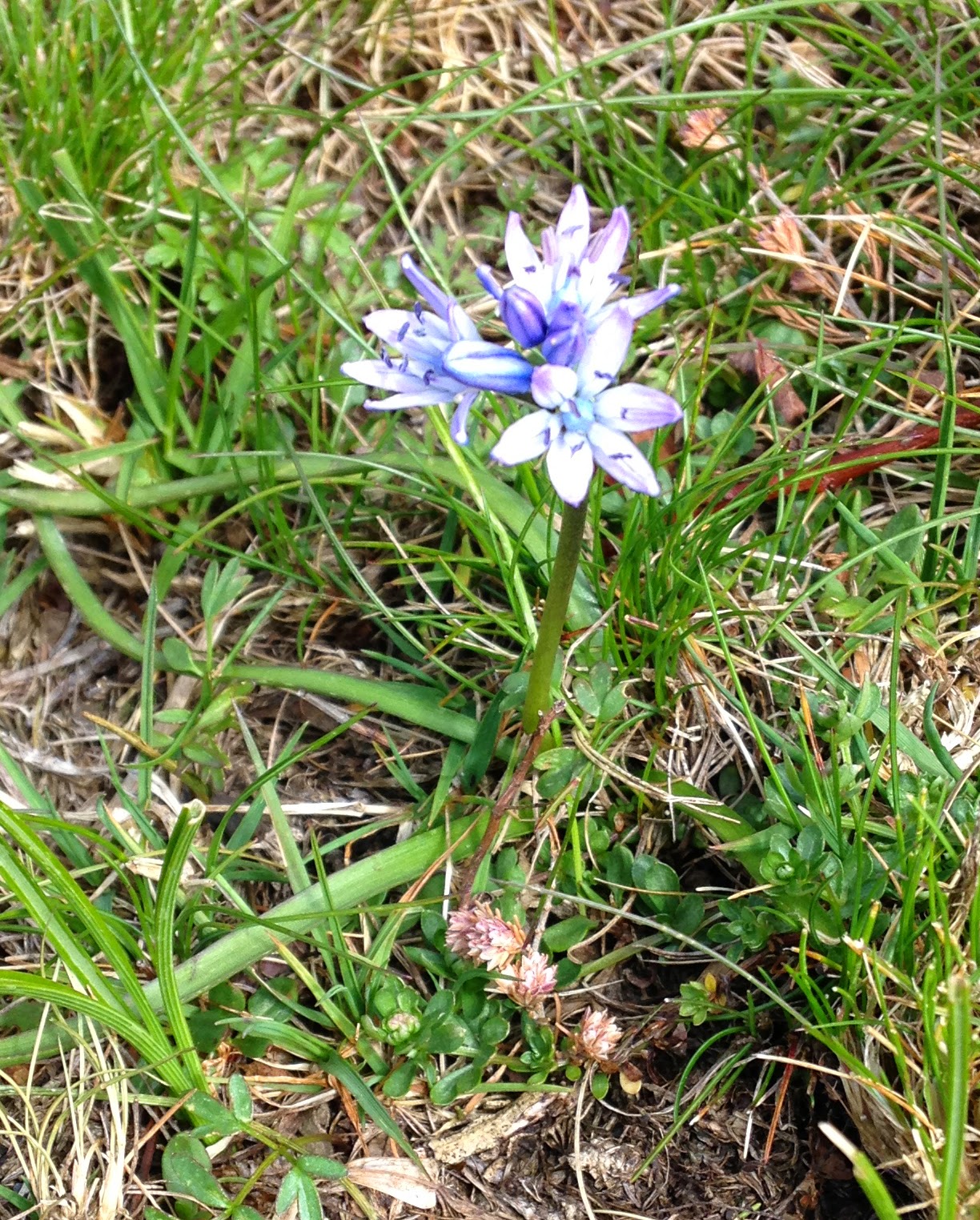 AVES E NATUREZA DA FONSAGRADA: Flora na corda