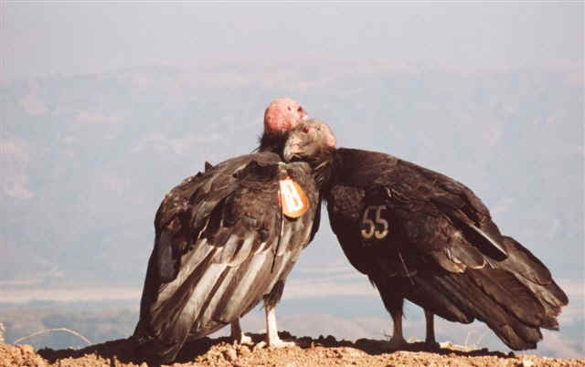 White Wolf : Yurok tribe helps bring back California condor