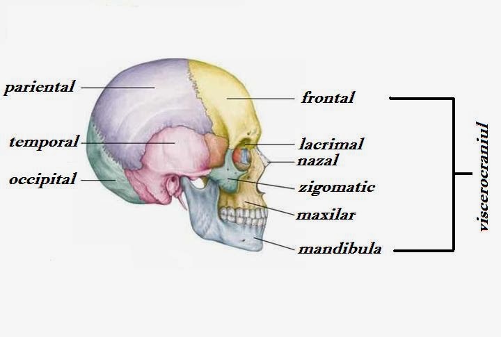 Angel Blue: februarie 2014