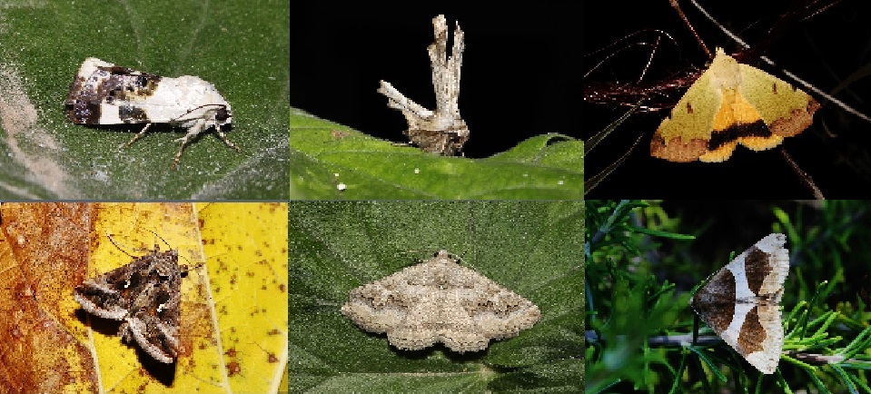 Biodiversity of Cyprus by NGO Protection of the Natural Heritage and ...