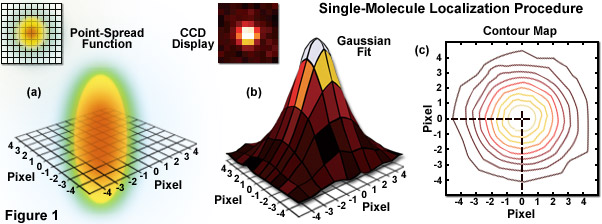 Wise Silence: Photoactivated Localization Microscopy (PALM)