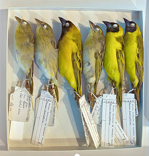 Art of the Peculiar, the Creepy and the Unfamiliar: The Photography of ...