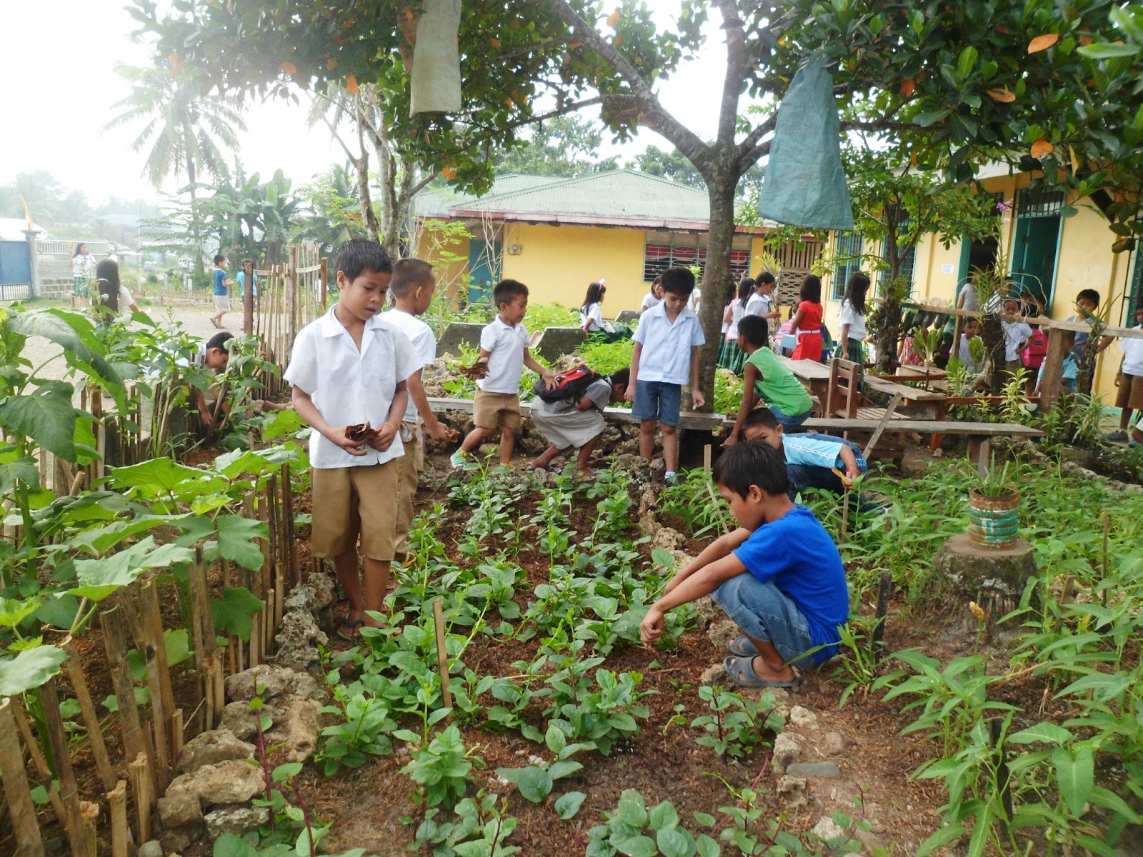 Gulayan Sa Paaralan Ng Project 3 Elementary School Yo - vrogue.co