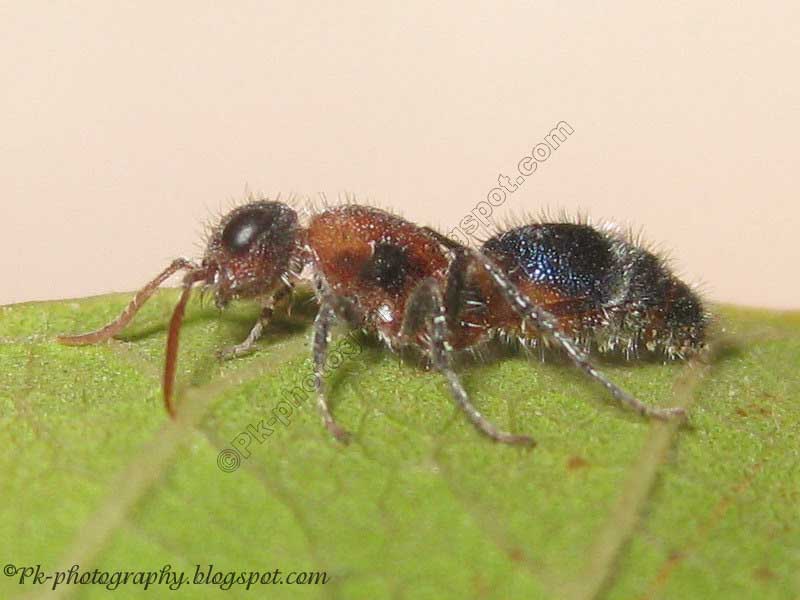 Velvet Ants | Nature, Cultural, and Travel Photography Blog