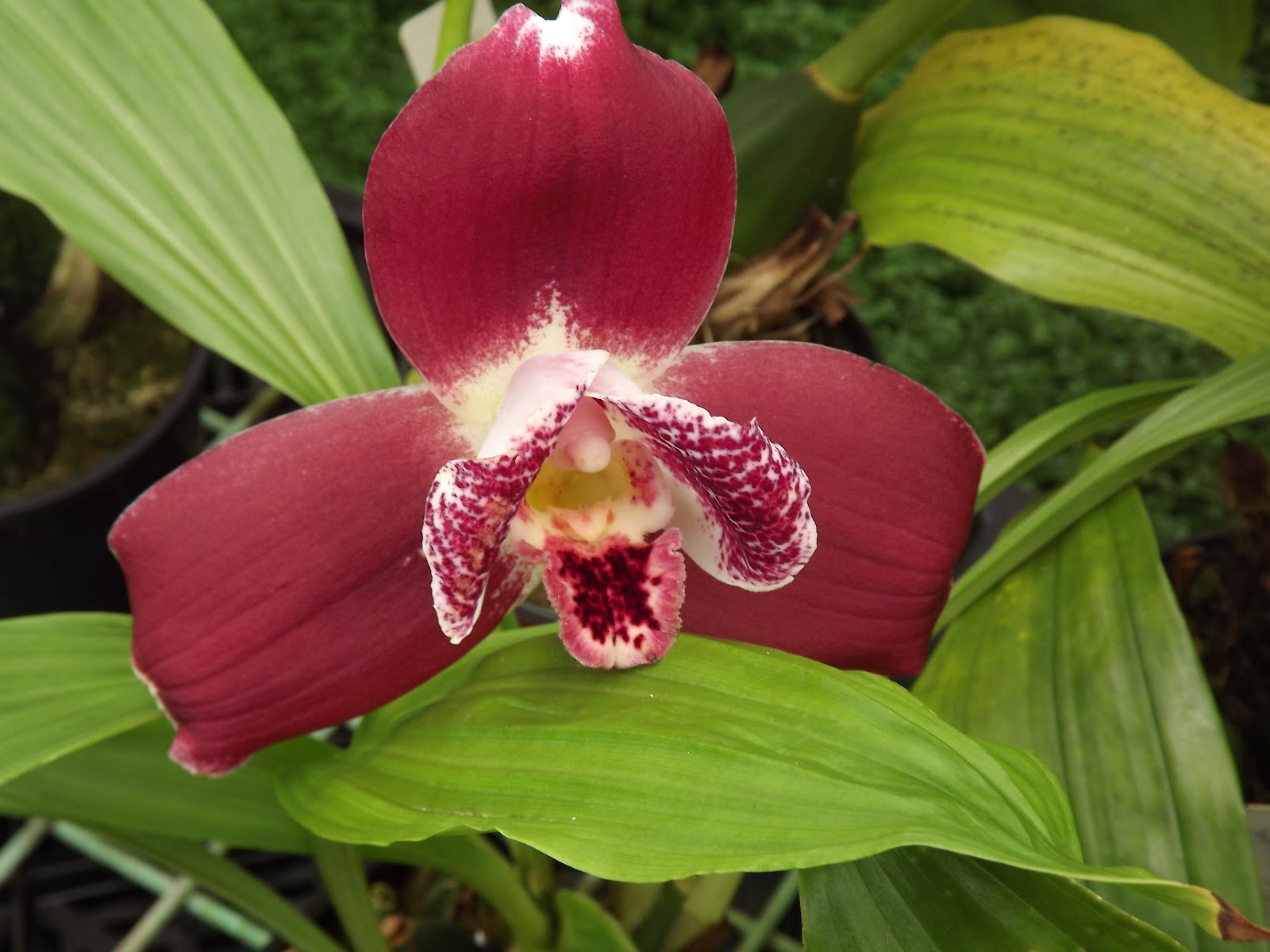 My Orchids Journal: Lycaste Kiama Margaret AM/AOS