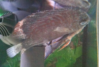 Discus Fish Diseases - Discus Fish Types