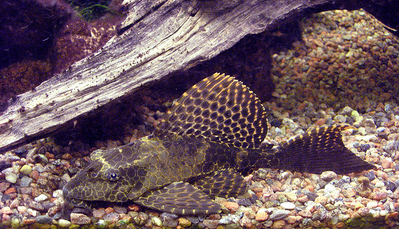 Fish Pictures: Leopard sailfin pleco, clown sailfin pleco ...