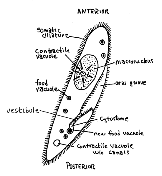 All about microbes!: Protozoa