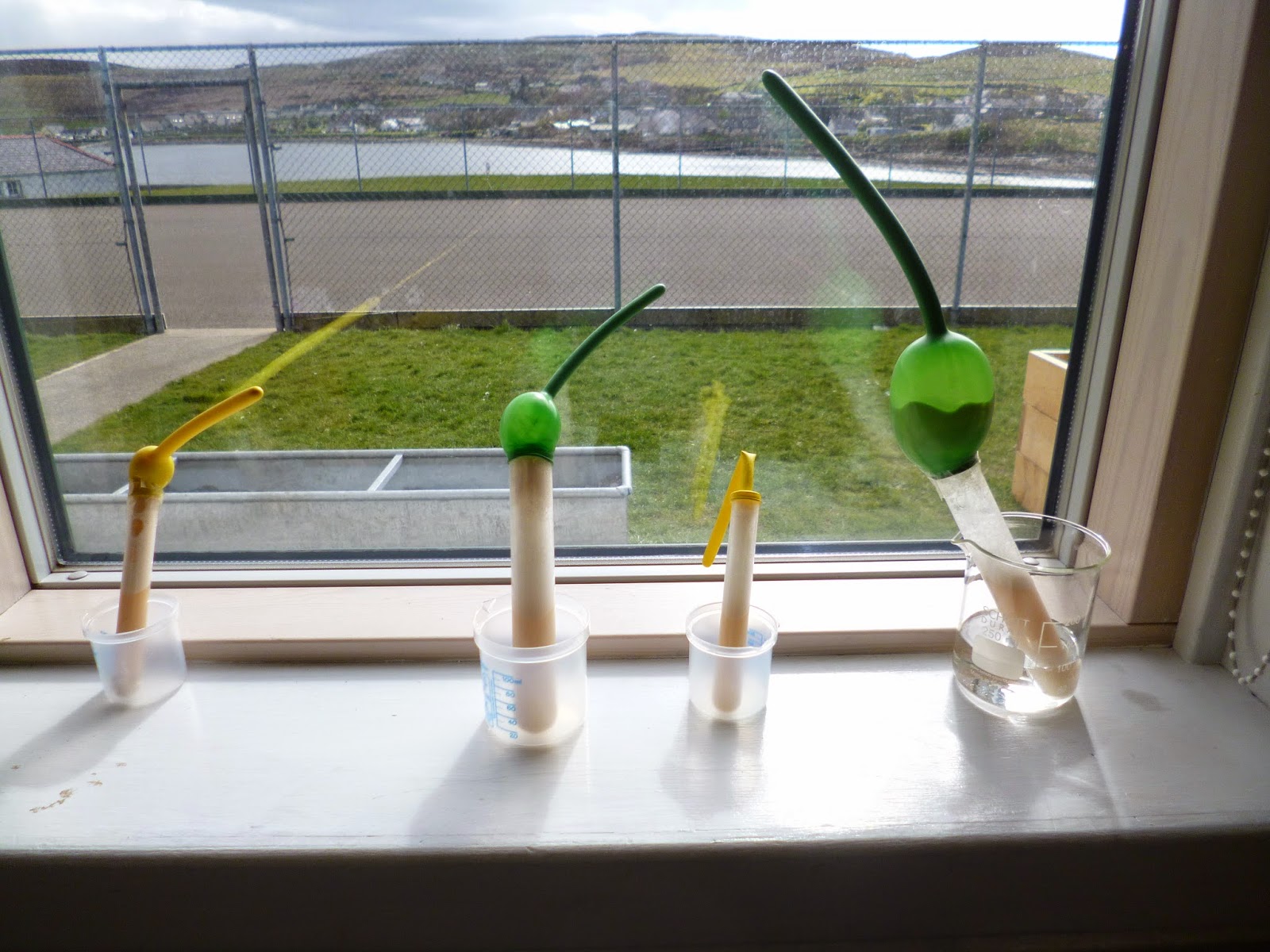 Firth P6/7 Blog: Micro-organisms Experiment