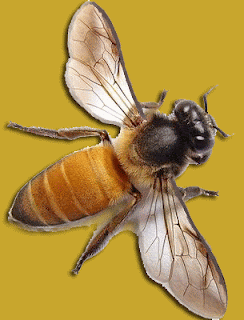 AG Productions: The Honey Bee gif