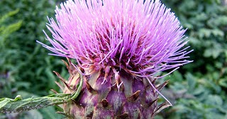 Carden Family History: POSSIBLE FRENCH ORIGIN OF THE CARDEN NAME