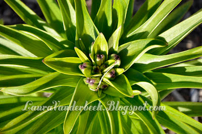 Laura Vanderbeek: Close up look at the plants in my garden