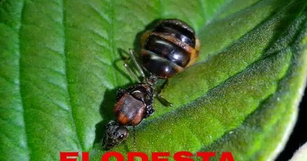 Foto Ratu Semut Rangrang