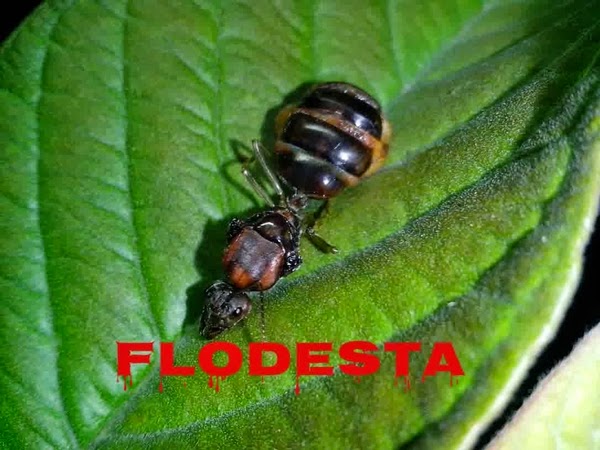 Perbedaan ratu semut rangrang dengan calon ratu | FLODESTA
