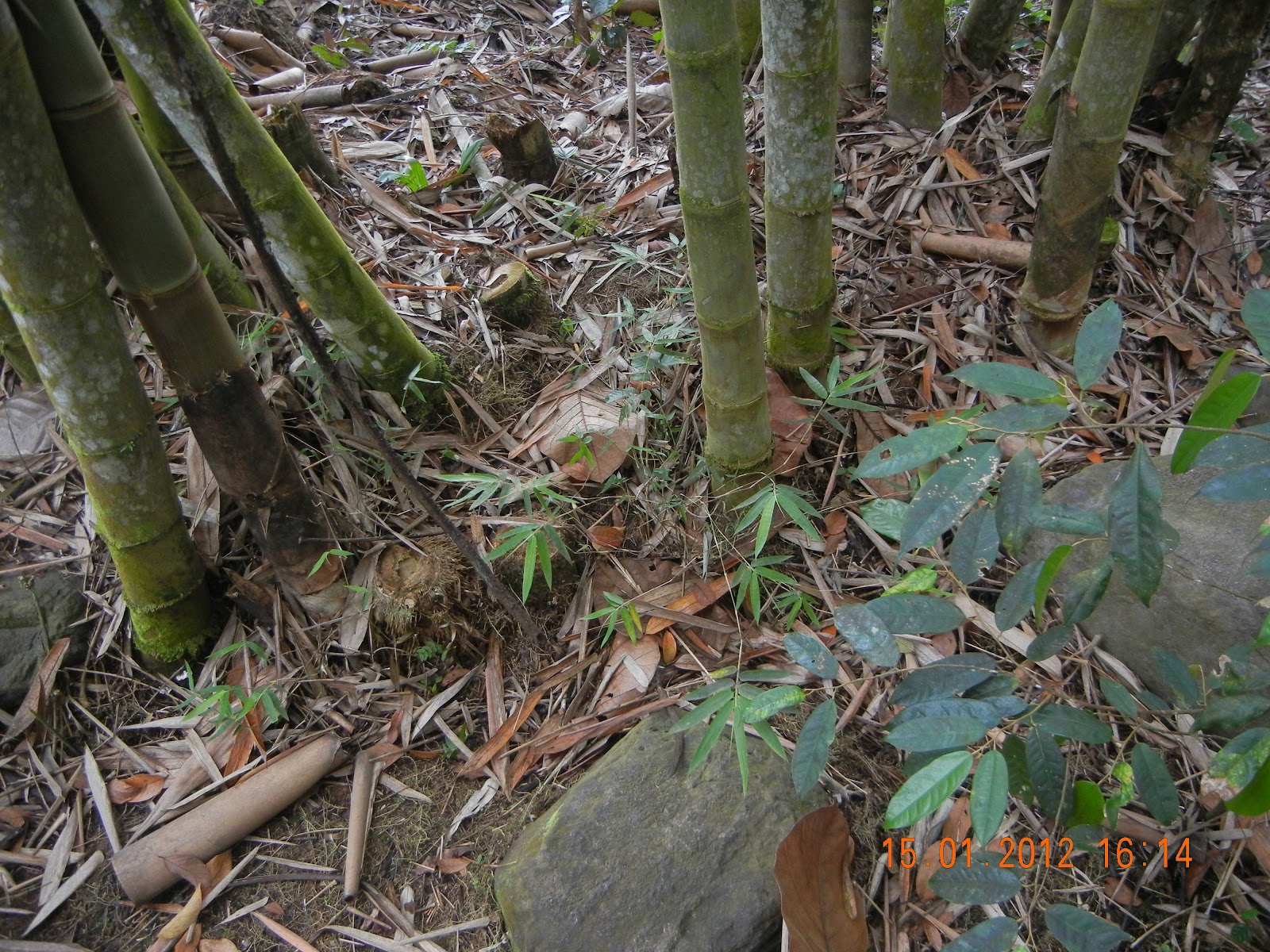 GELIGA KINABALU: BULUH PERINDU GUNUNG KINABALU