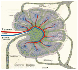 NOTA-NOTA PISMP PJ: Sistem limfa