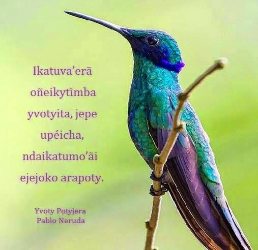 Aves Rosario de la Frontera Salta: Picaflor Común, presente en todo jardín.