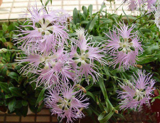 Koleksi Tanaman Hias: Bunga Anyelir Berjuntai (Dianthus superbus)