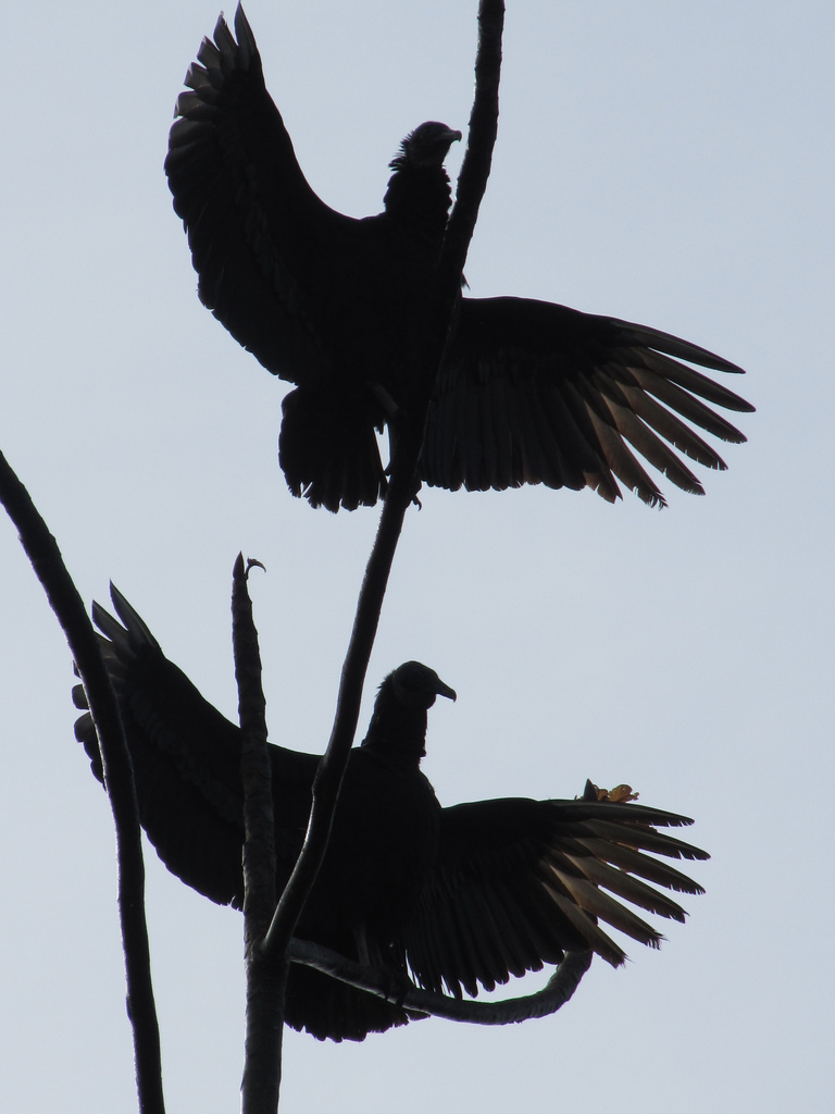 uwak - philippin news collections