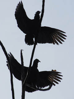 uwak - philippin news collections