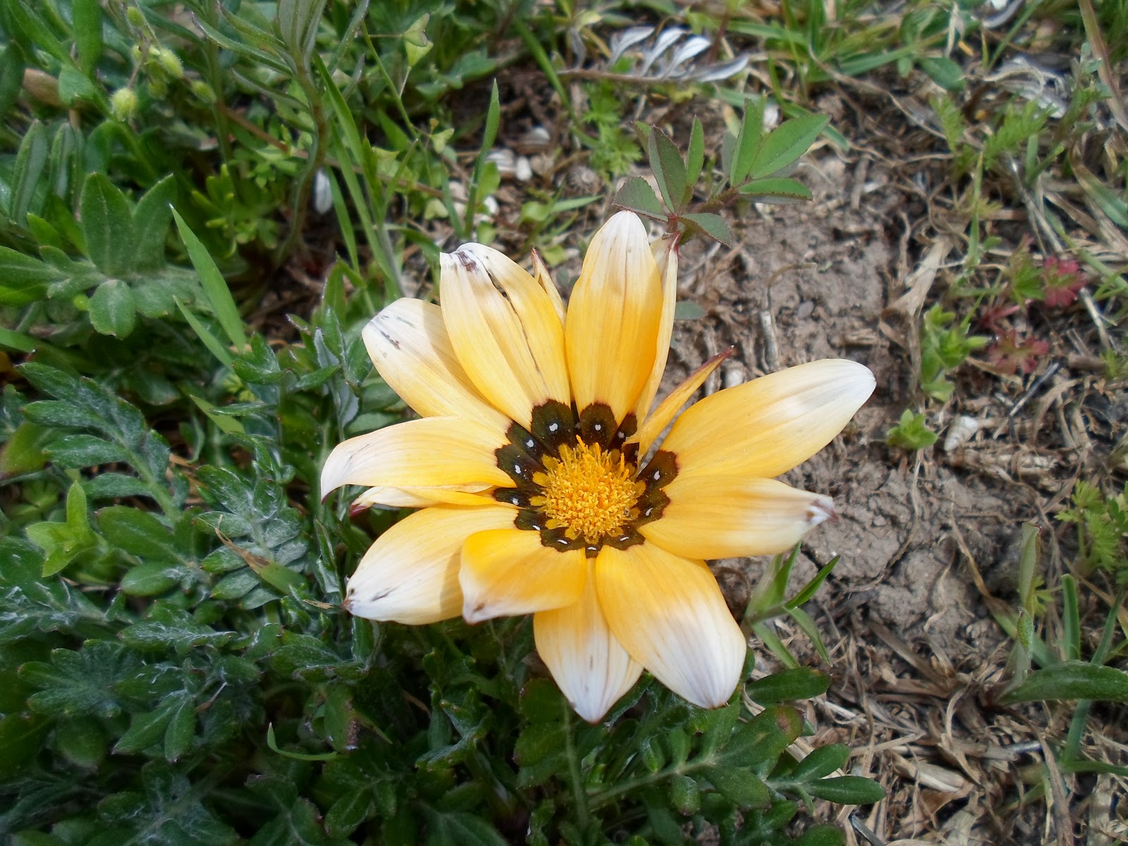 beautiful spring flowers photos