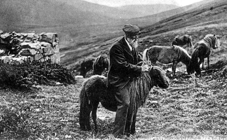 Tour Scotland: Old Photograph Crofter With Shetland Ponies Scotland