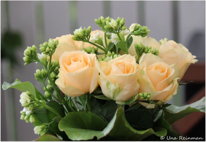 Hallatar : Keltaisia ruusuja