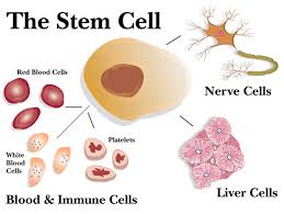Stem Cell Therapy: Apakah Teori Pembaharuan Sel Stem Dewasa