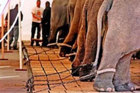 Inspiring Touching Story: The Elephant Rope - Inspiring Touching Story