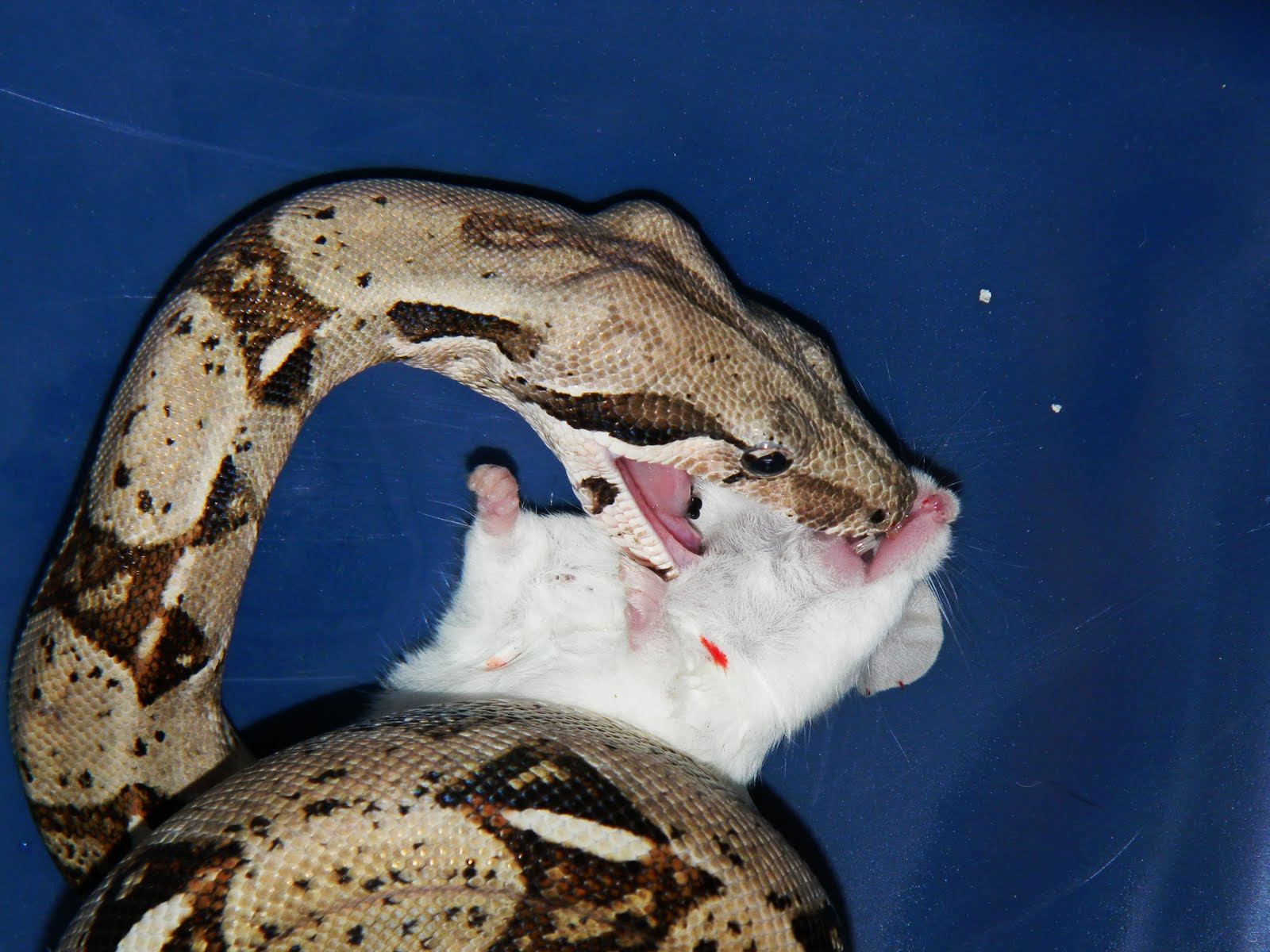 We'll see..: Snake food