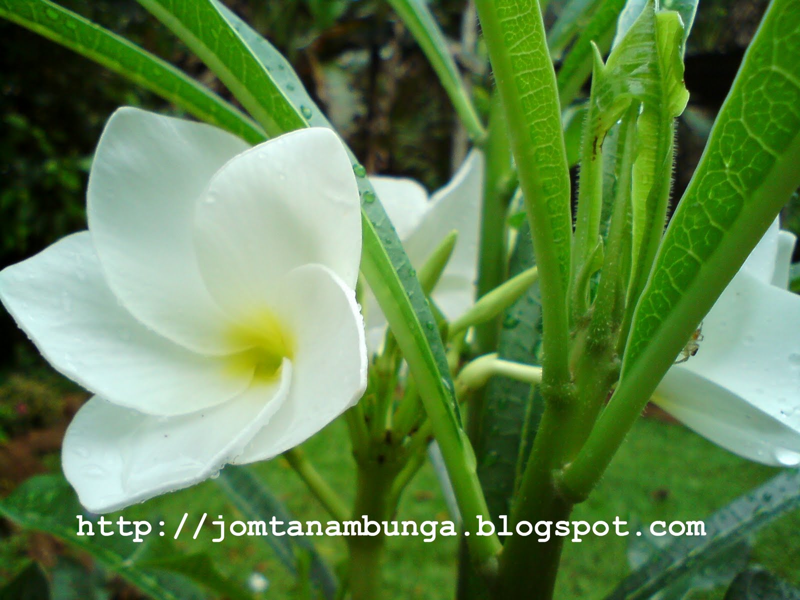 Jom Tanam Bunga: Wangi Si Putih
