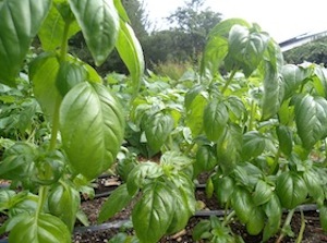 Renee's Garden Seeds: Renee's Blog: Pinching Basil to Promote Lush ...