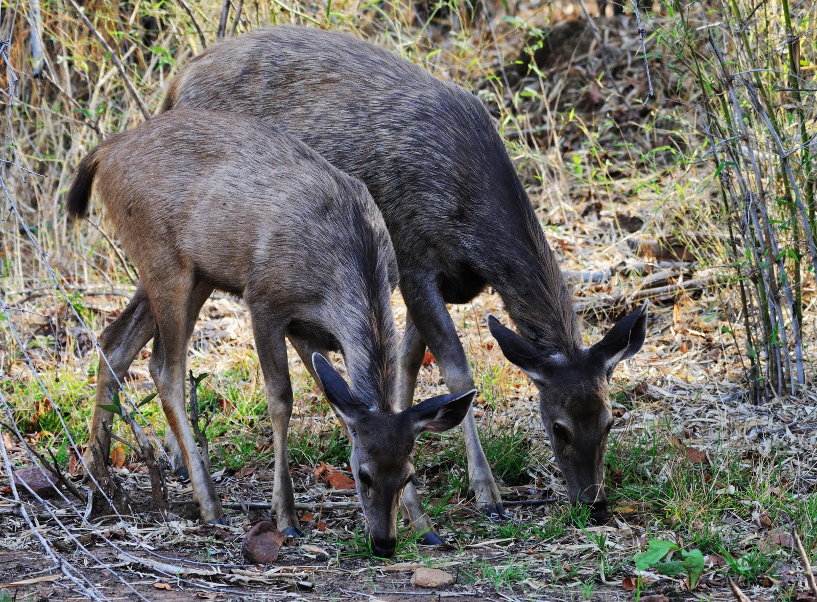 Zunka Bhakri......: On trail of Tiger @ Tadoba-Kolsa