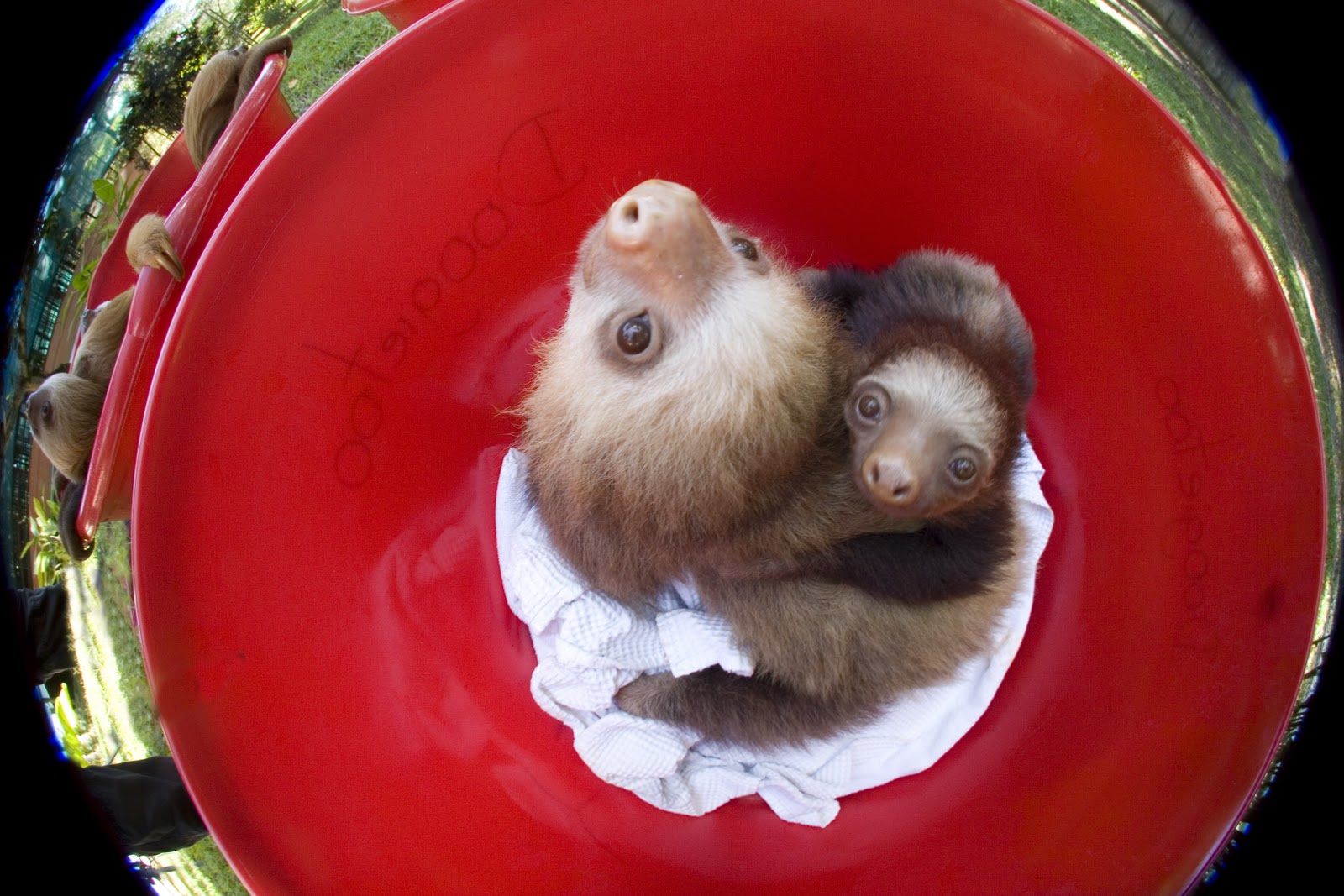 Bucket of cute. : r/sloths