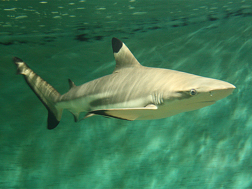 Sharks In Greece: Species Of Sharks In Greece