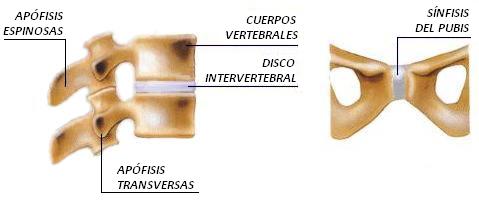 Anatomía y fisiología humanas.: ARTROLOGIA